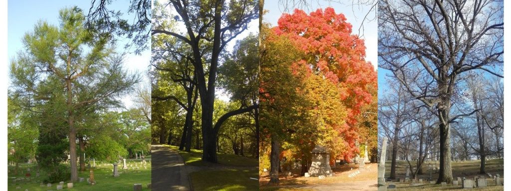 Let's Talk Trees Arboretum Tour • Woodland Cemetery & Arboretum
